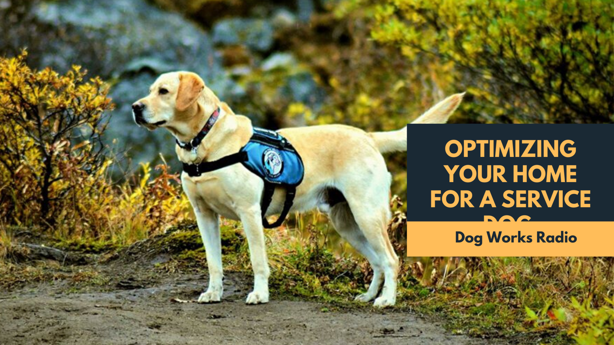 Optimizing Your Home for a Service Dog | Dog Works Radio