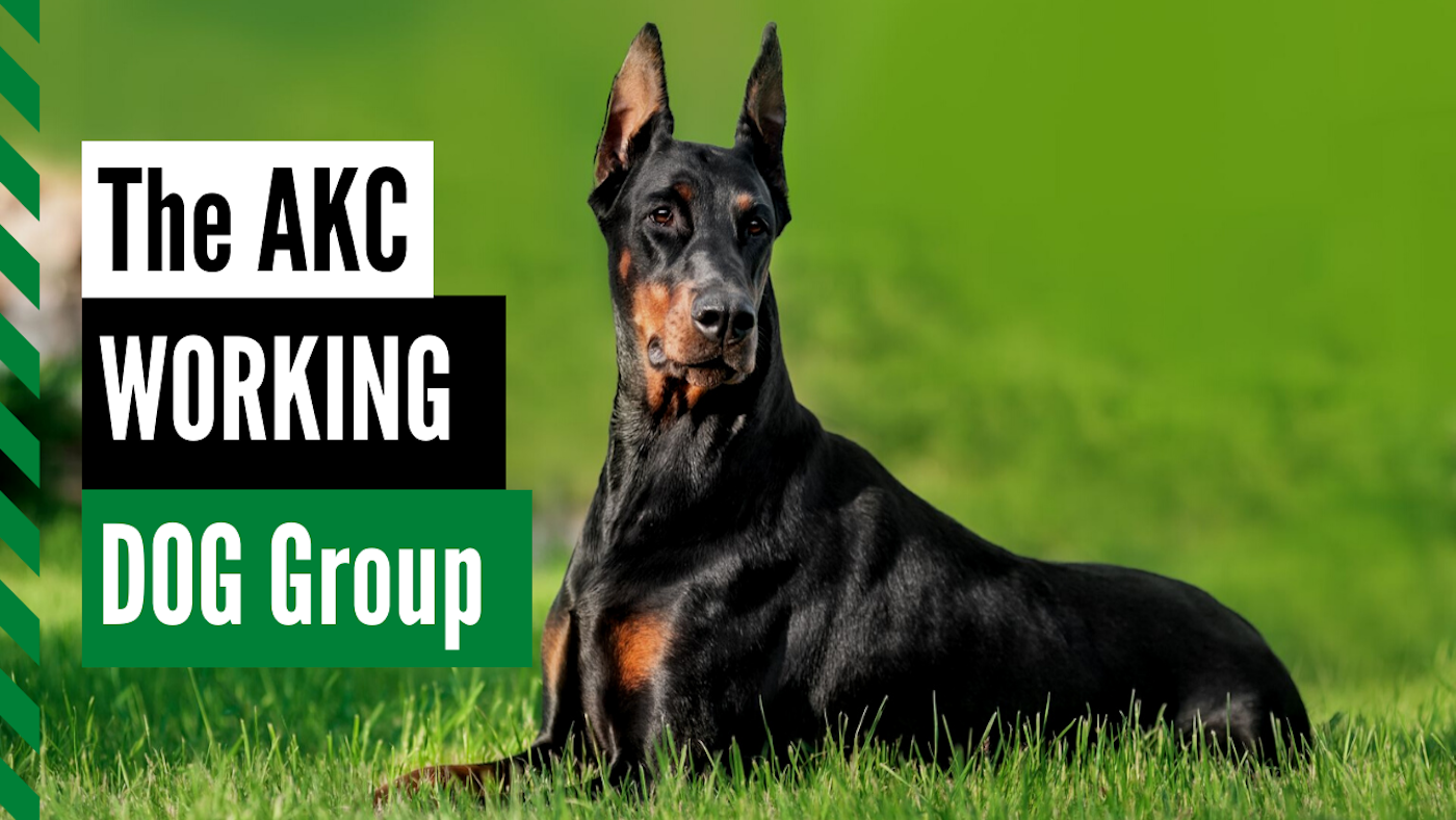 The AKC Working Dog Group | Dog Works Radio