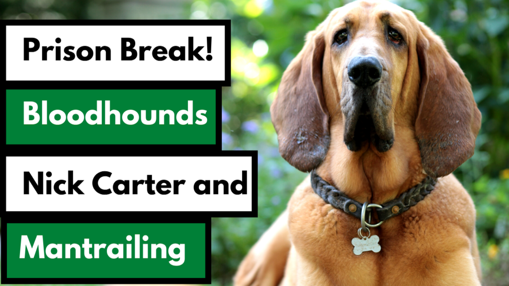 Prison Break: Bloodhounds, Nick Carter and Mantrailing | Dog Works Radio
