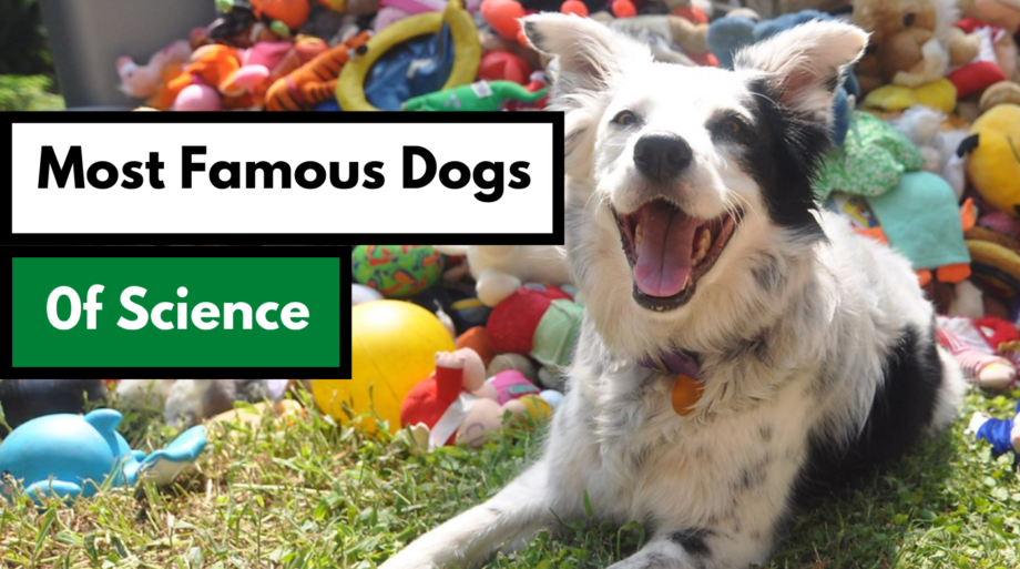 The Most Famous Dogs of Science | Dog Works Radio