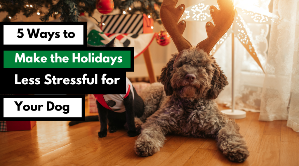 5 Ways to Make the Holidays Less Stressful for Your Dog | Dog Works Radio
