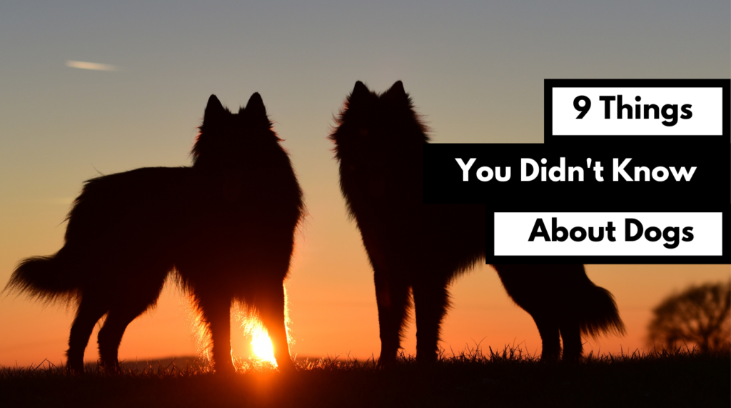 9 Things You Didn't Know About Dogs | Dog Works Radio