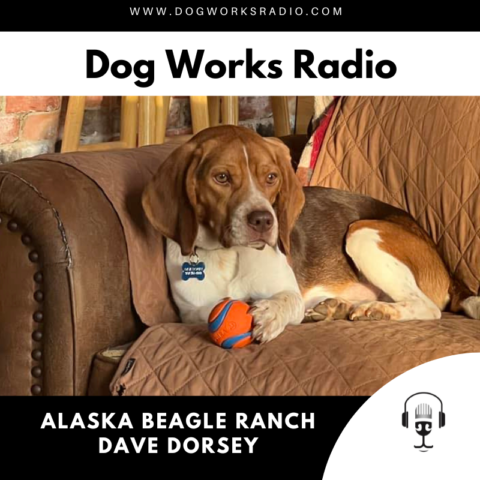 Alaska Beagle Ranch with Dave Dorsey | Dog Works Radio