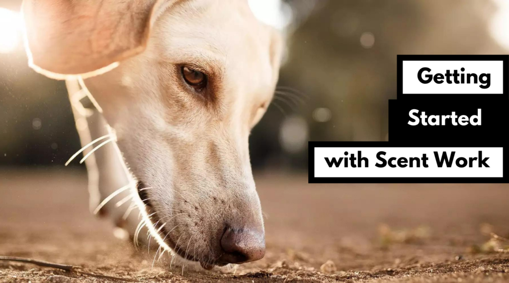 Getting Started with Scent Work | Dog Works Radio