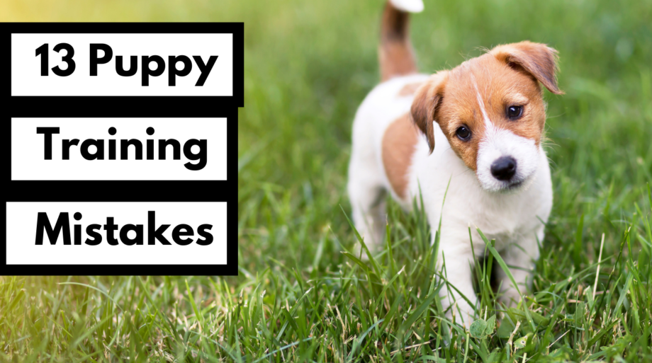 13 Puppy Training Mistakes | Dog Works Radio
