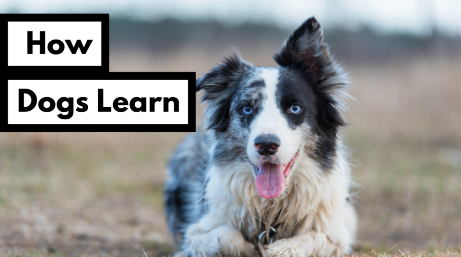 Understanding How Your Dog Learns | Dog Works Radio