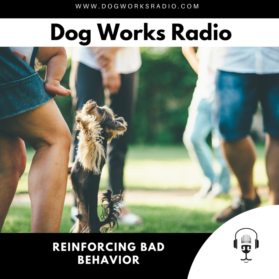 How You May Accidentally Be Encouraging Bad Behavior with Reinforcement ...