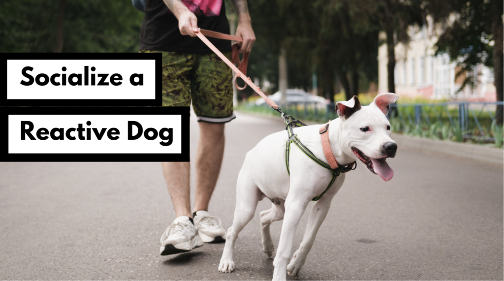 How to Socialize a Reactive Dog | Dog Works Radio