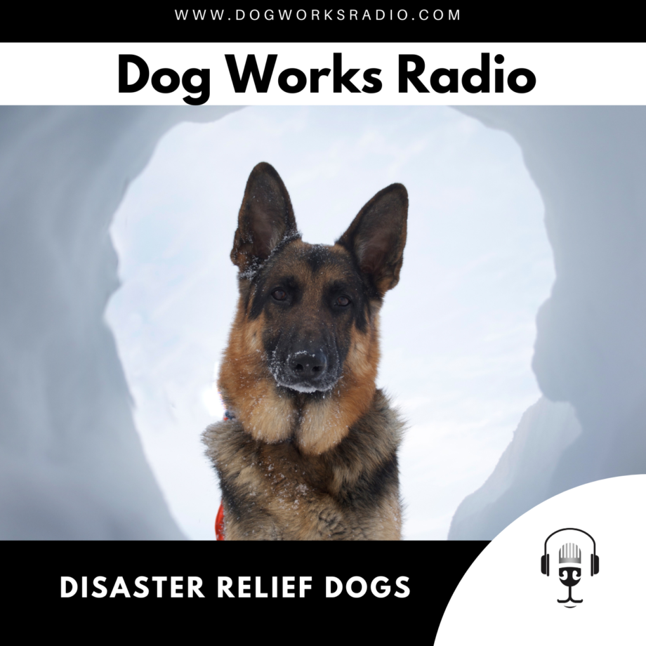 The Day in the Life of a Disaster Relief Dog | Dog Works Radio