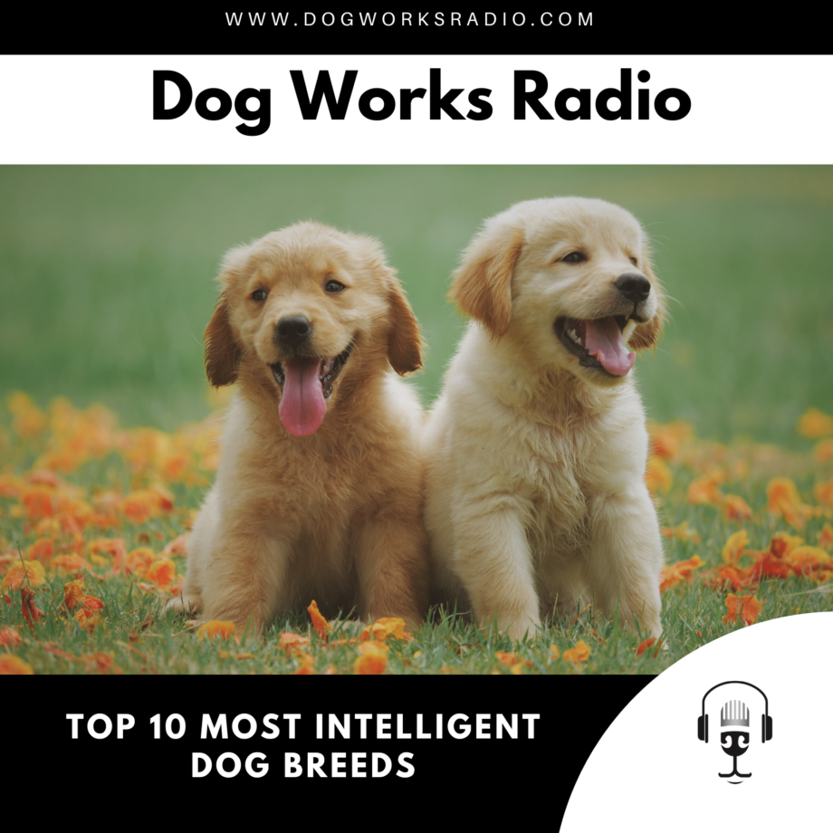 Clever Canines: Unveiling the Top 10 Most Intelligent Dog Breeds | Dog ...