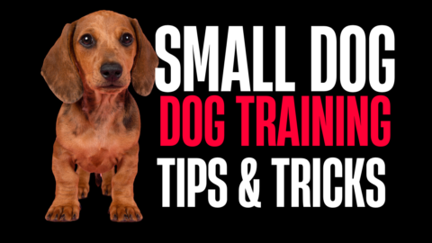 Dog Works Radio | Dog Works Radio